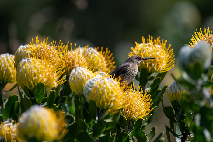 Reviewing the Nikon Z8: A Bird & Wildlife Photographer's Journey from ...