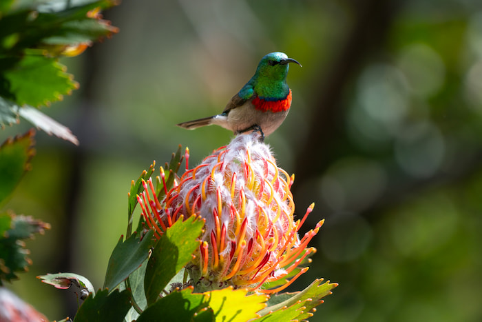 Reviewing the Nikon Z8: A Bird & Wildlife Photographer's Journey from ...