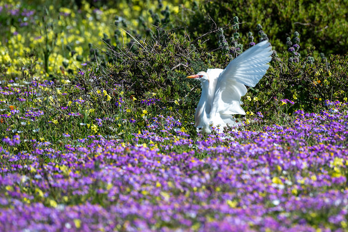Reviewing the Nikon Z8: A Bird & Wildlife Photographer's Journey from ...