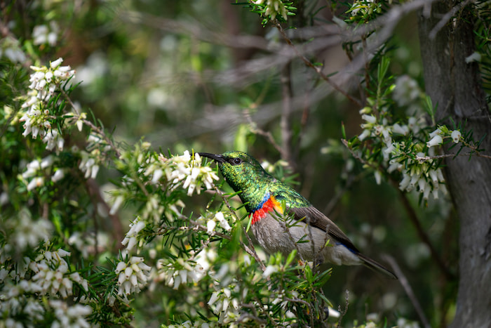 Reviewing the Nikon Z8: A Bird & Wildlife Photographer's Journey from ...