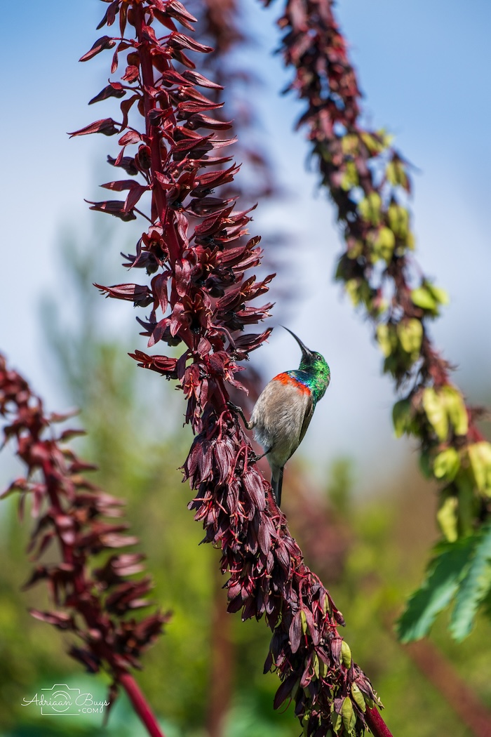 Reviewing the Nikon Z8: A Bird & Wildlife Photographer's Journey from ...